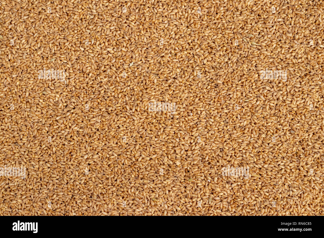 Whole wheat seeds and berries close up texture or background Stock ...