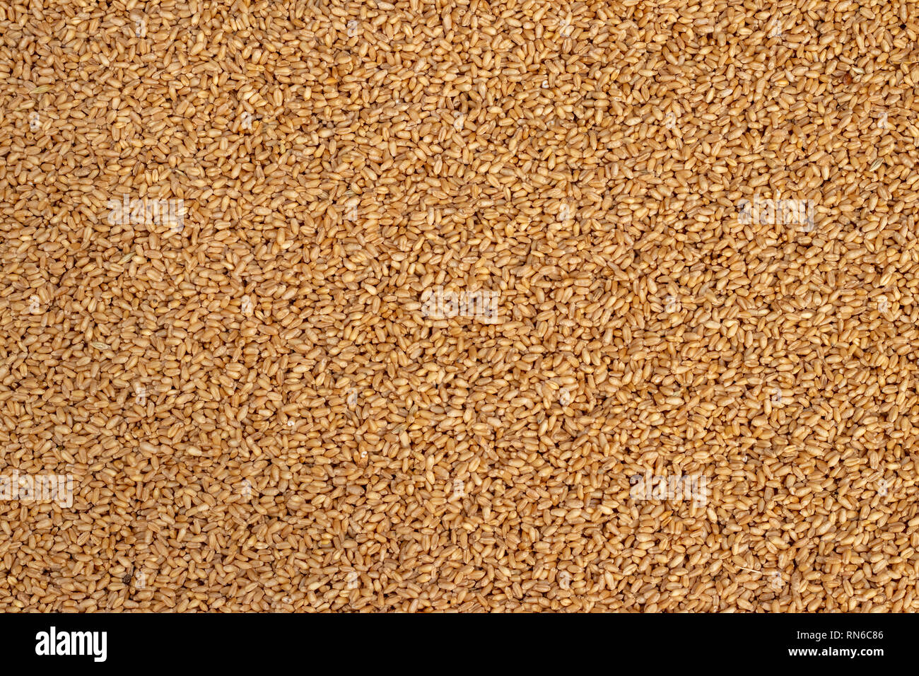 Whole wheat seeds and berries close up texture or background Stock ...