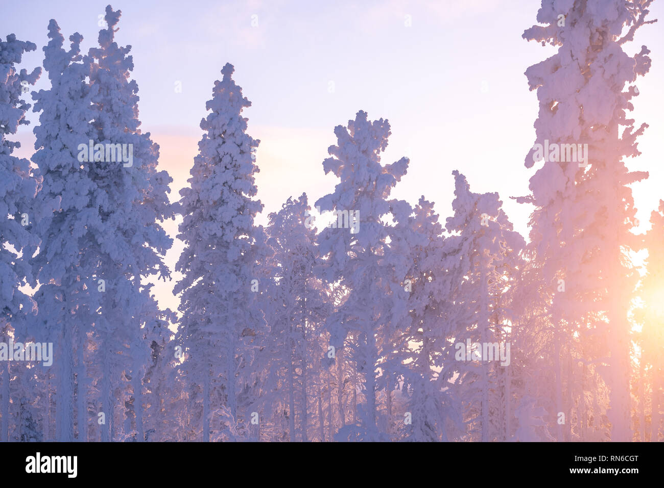 frost and snow covered trees in taiga aka boreal forest at winter ...