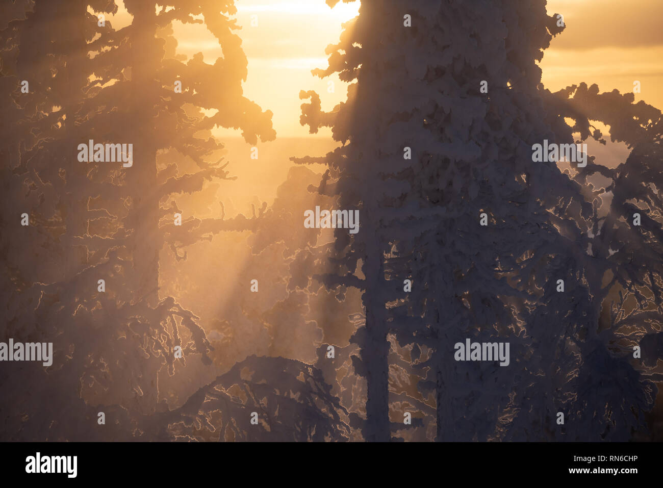 frost and snow covered trees in taiga aka boreal forest at winter ...