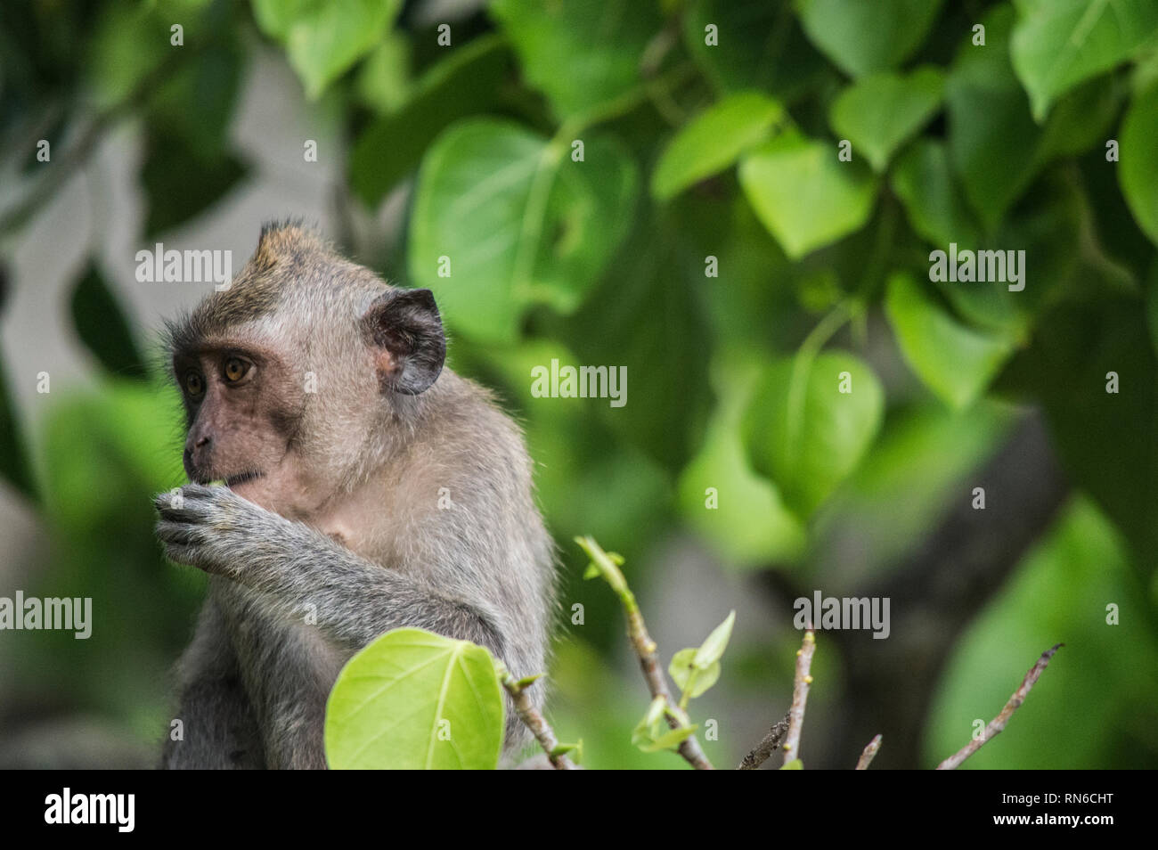 Grey monkey hi-res stock photography and images - Alamy
