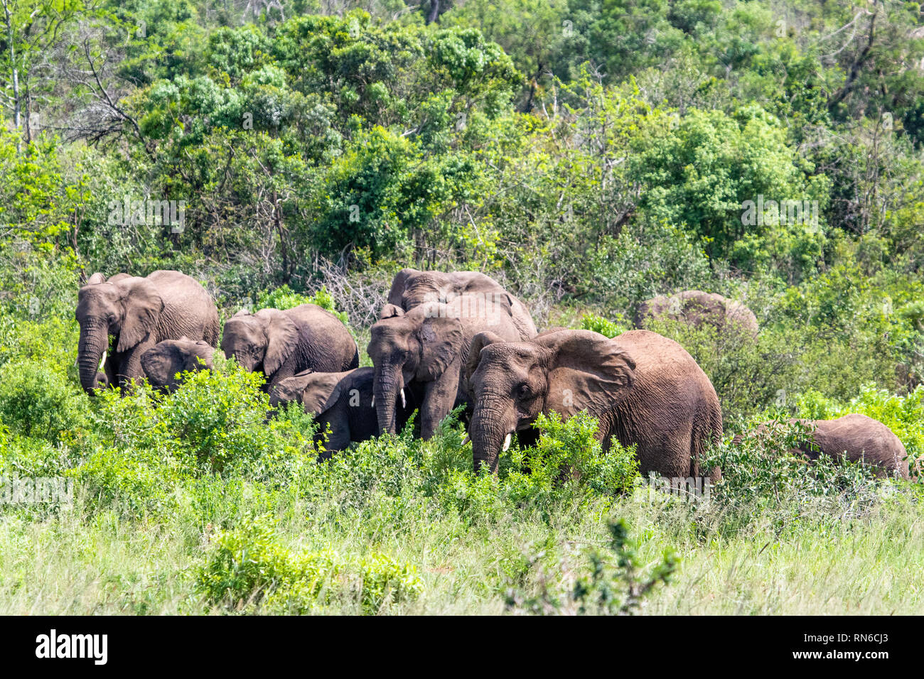Group of elephants in a forest hi-res stock photography and images - Alamy