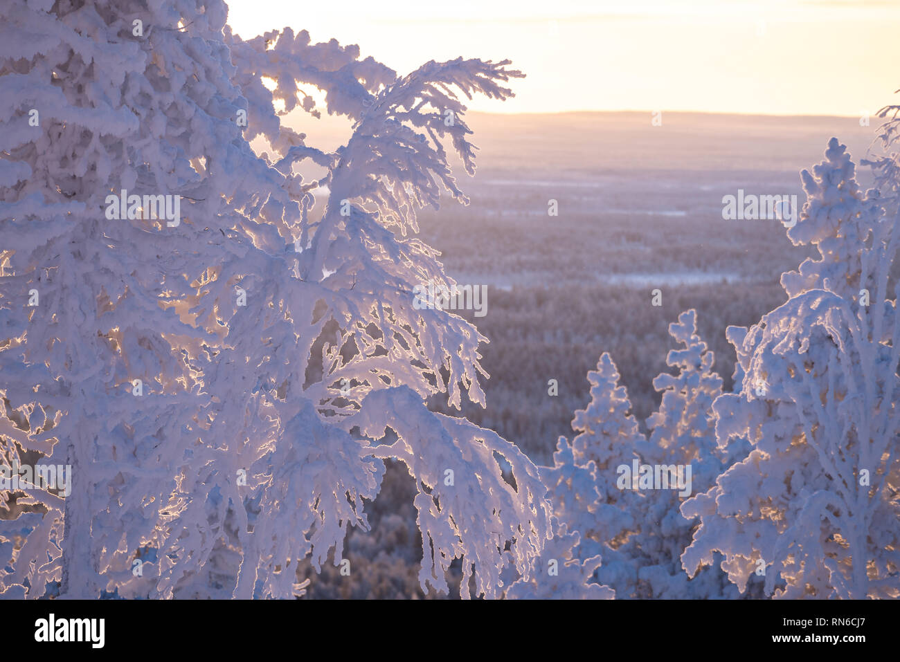 Snow covered taiga hi-res stock photography and images - Alamy