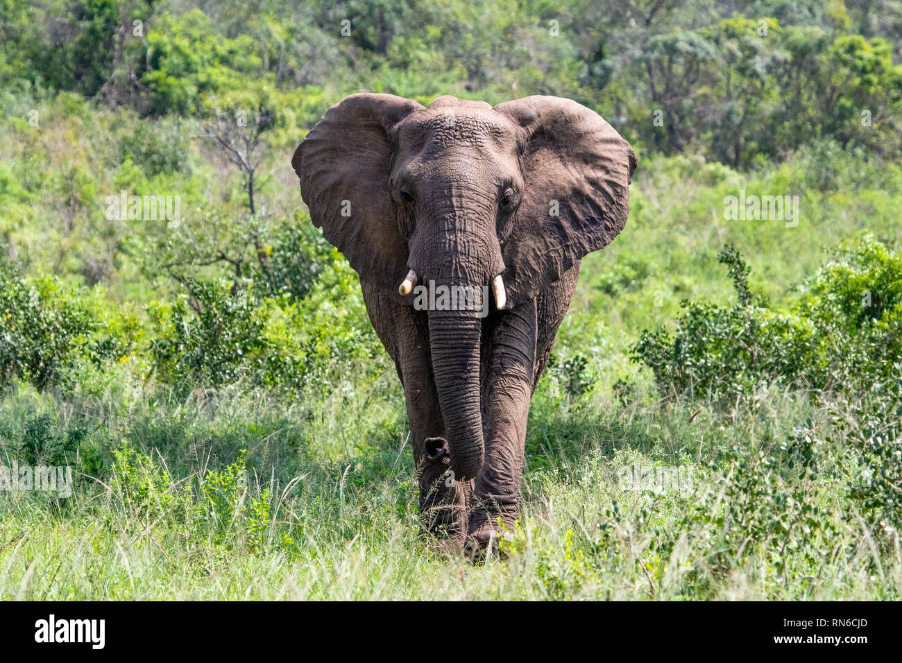 Defense elephant hi-res stock photography and images - Alamy