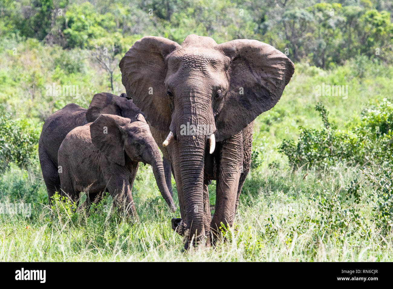 Image of an adult elephant who stands in defense of the group Stock ...