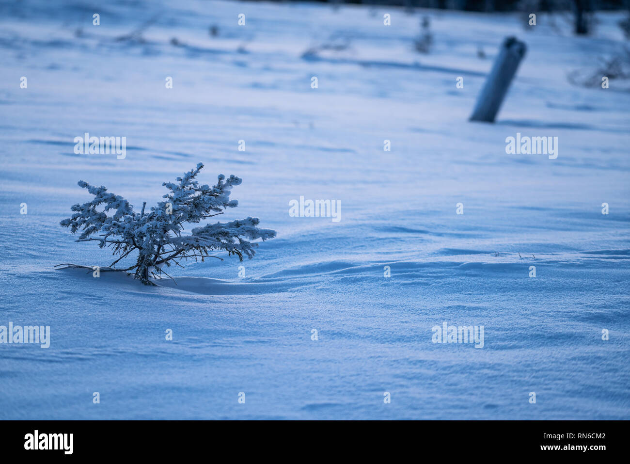 Little spruce tree sapling and snow detail at winter with copy space ...