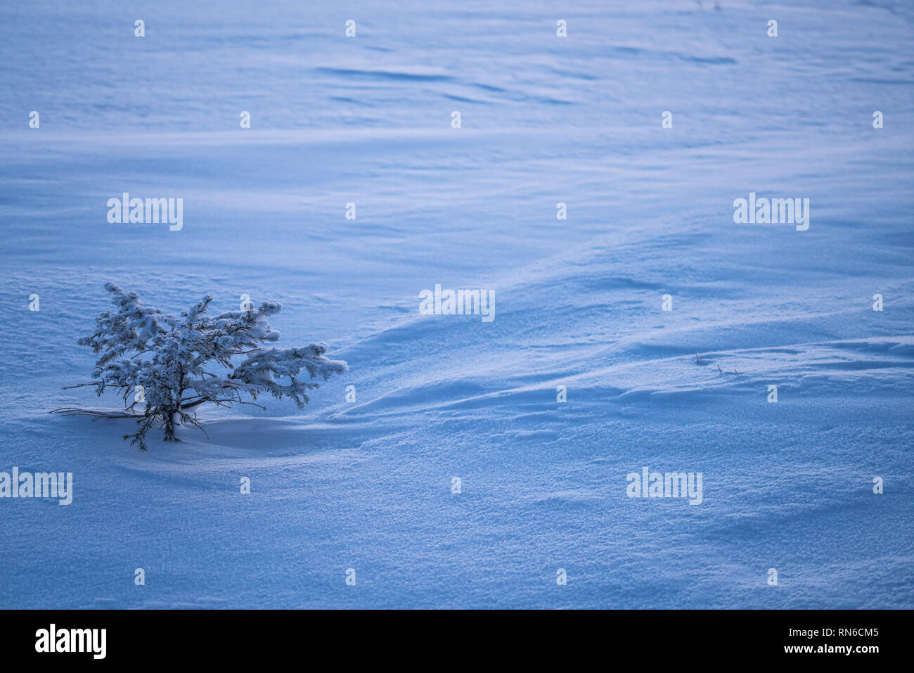Little spruce tree sapling and snow detail at winter with copy space ...