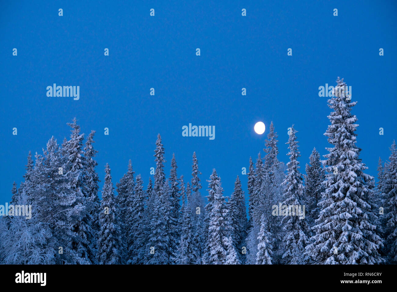 Snow covered spruce tree tops against blue sky with a moon at winter in ...