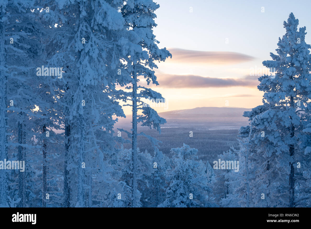 Snow covered trees with sunset landscape in Levi ski resort in Kittilä ...