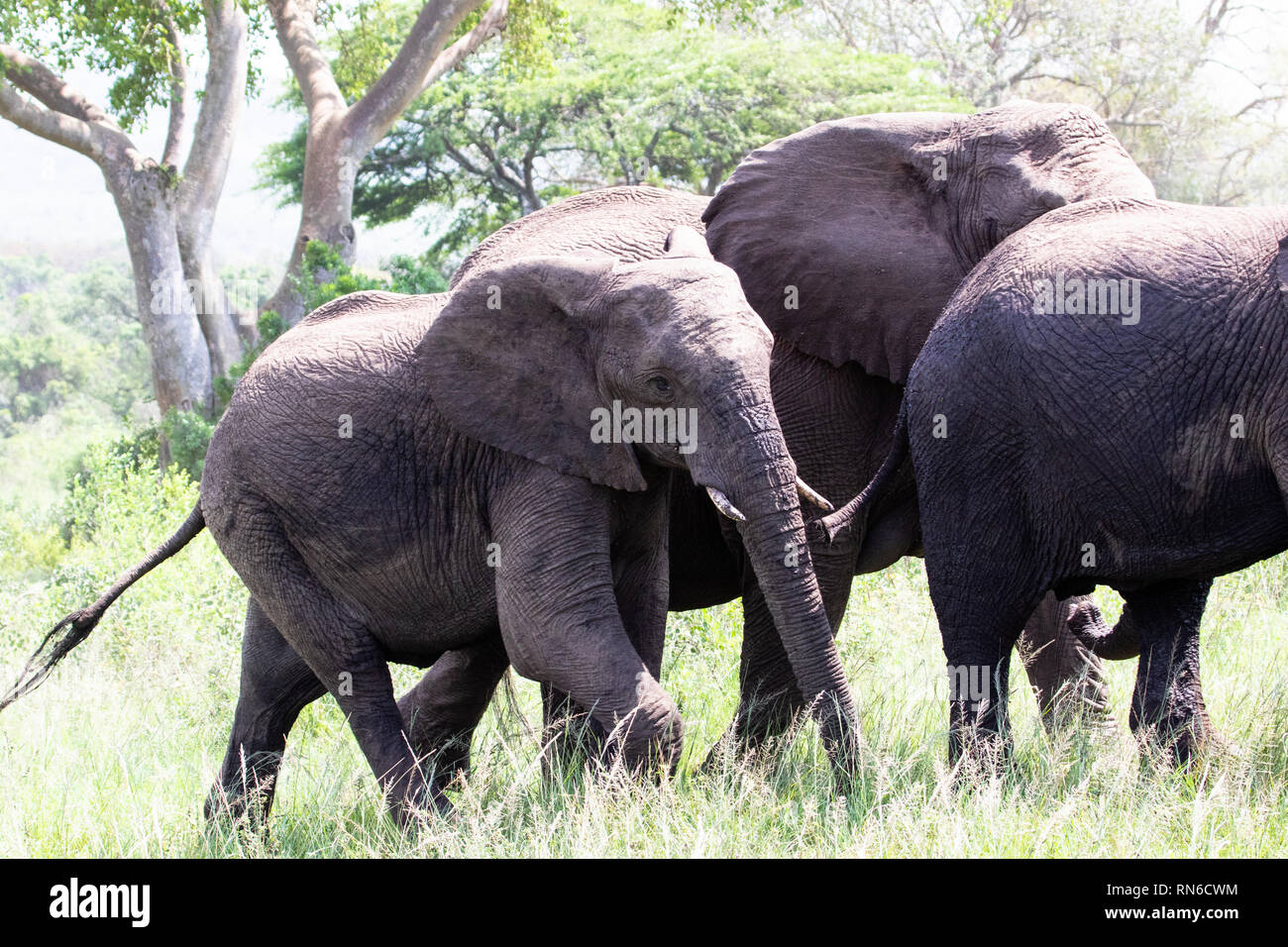 Image of a group of elephants lined up walking in the African bush, the ...