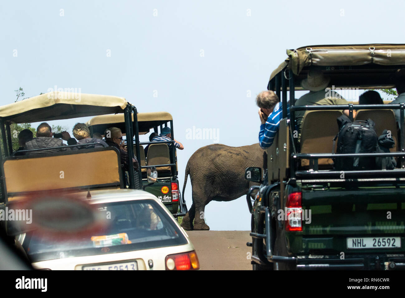 Image of a group of off-road vehicles stopped to photograph an elephant ...