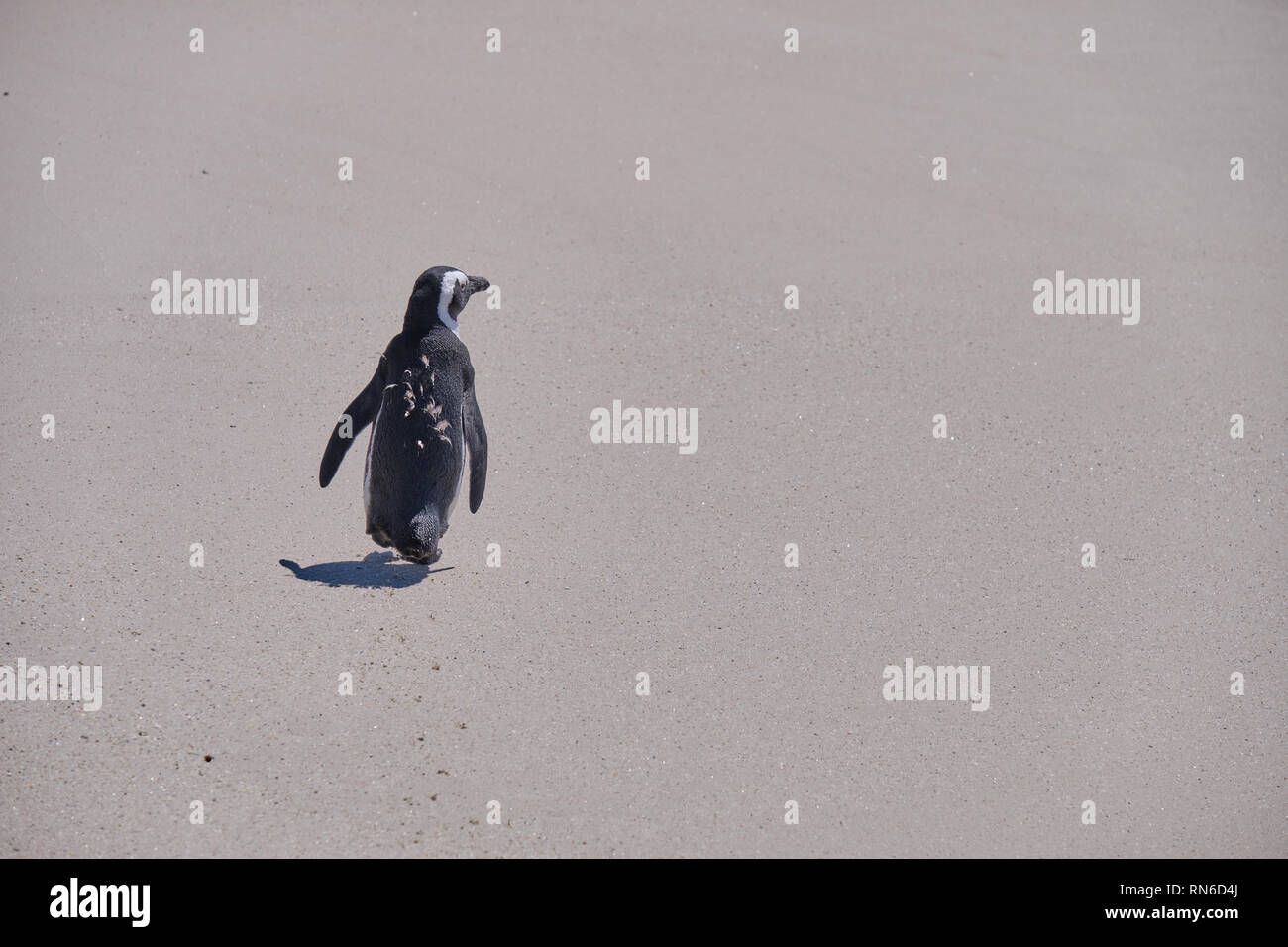 African walkabout hi-res stock photography and images - Alamy