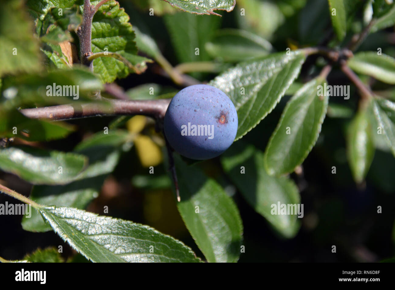 Close up of a Single Sloe Berry 'Prunus spinosa' grown in a Hedgerow on ...