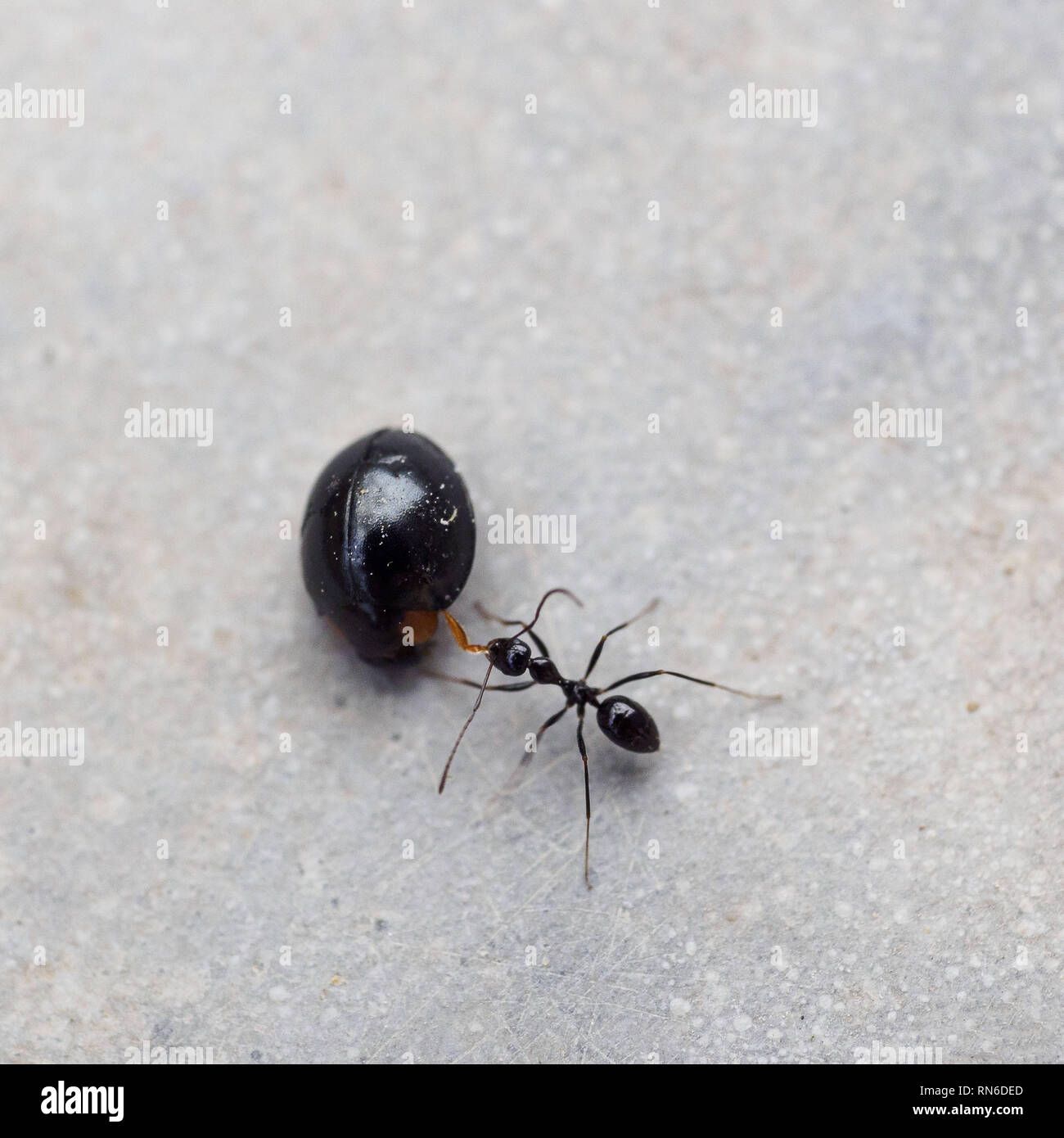 Ant drags his food Stock Photo - Alamy