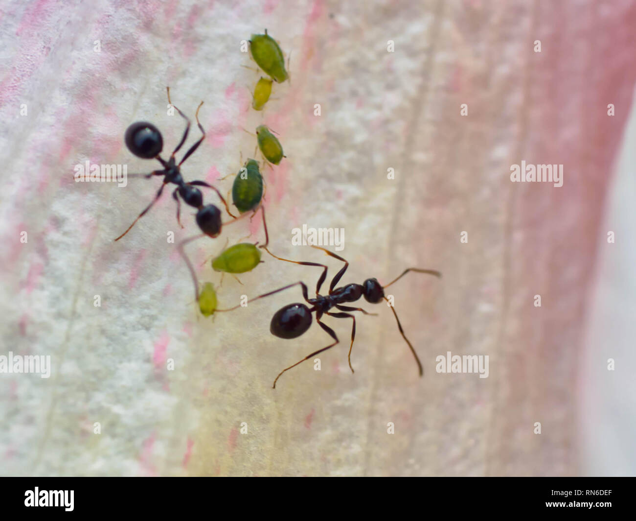 Ants and aphids have a mutualistic relationship Stock Photo - Alamy