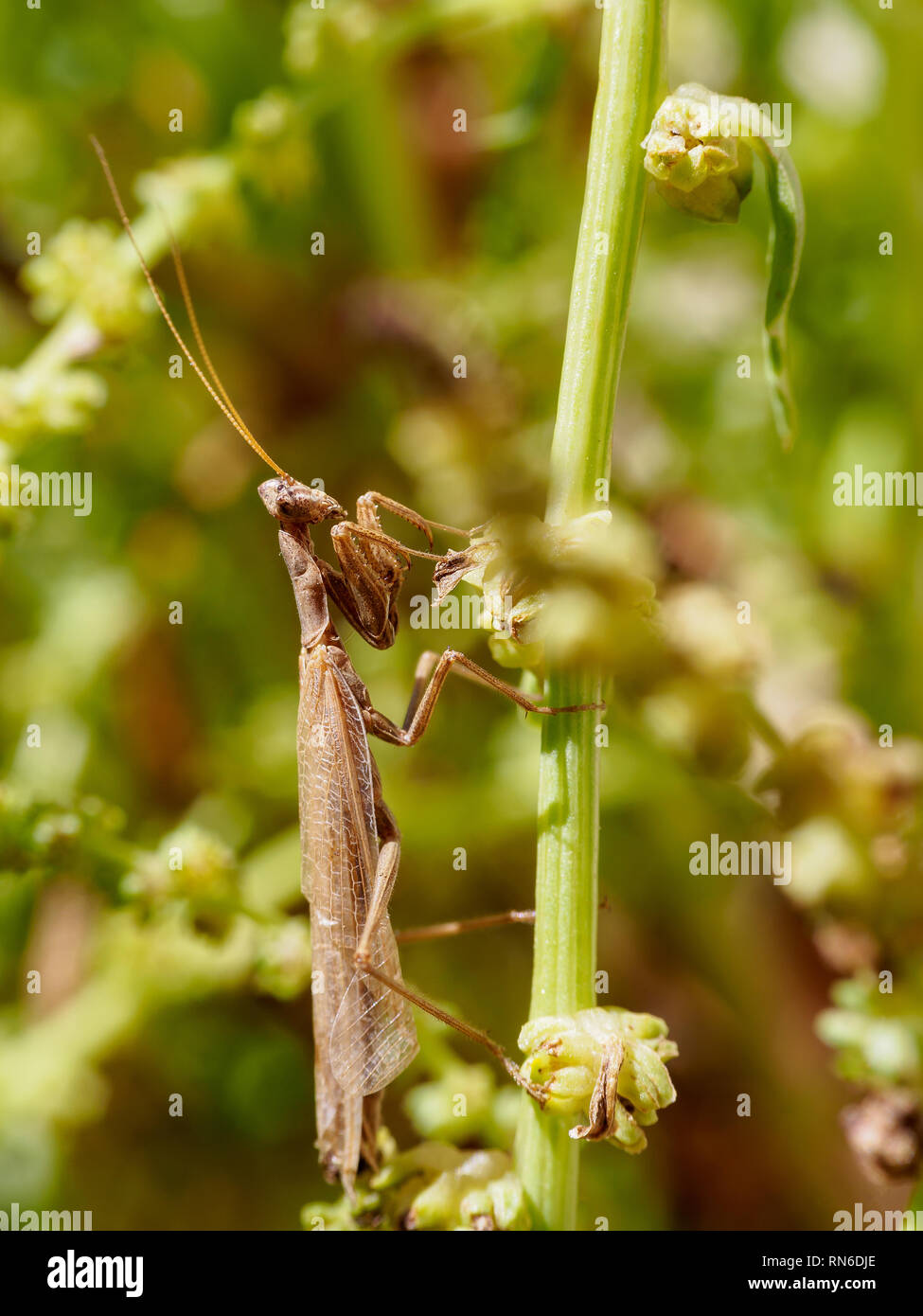 Praying mantis hands hi-res stock photography and images - Alamy