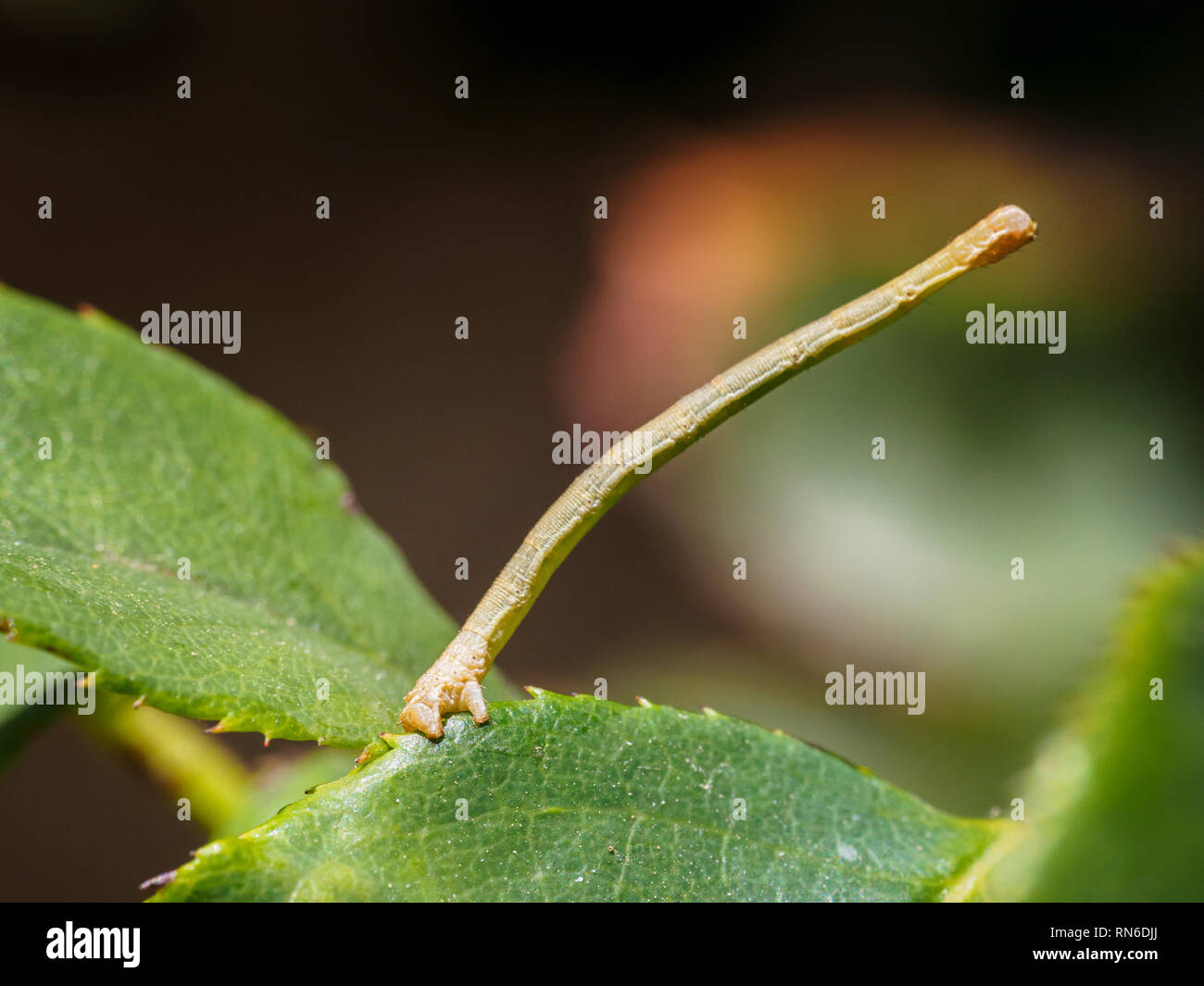 Geometridae Larvae close up Stock Photo - Alamy