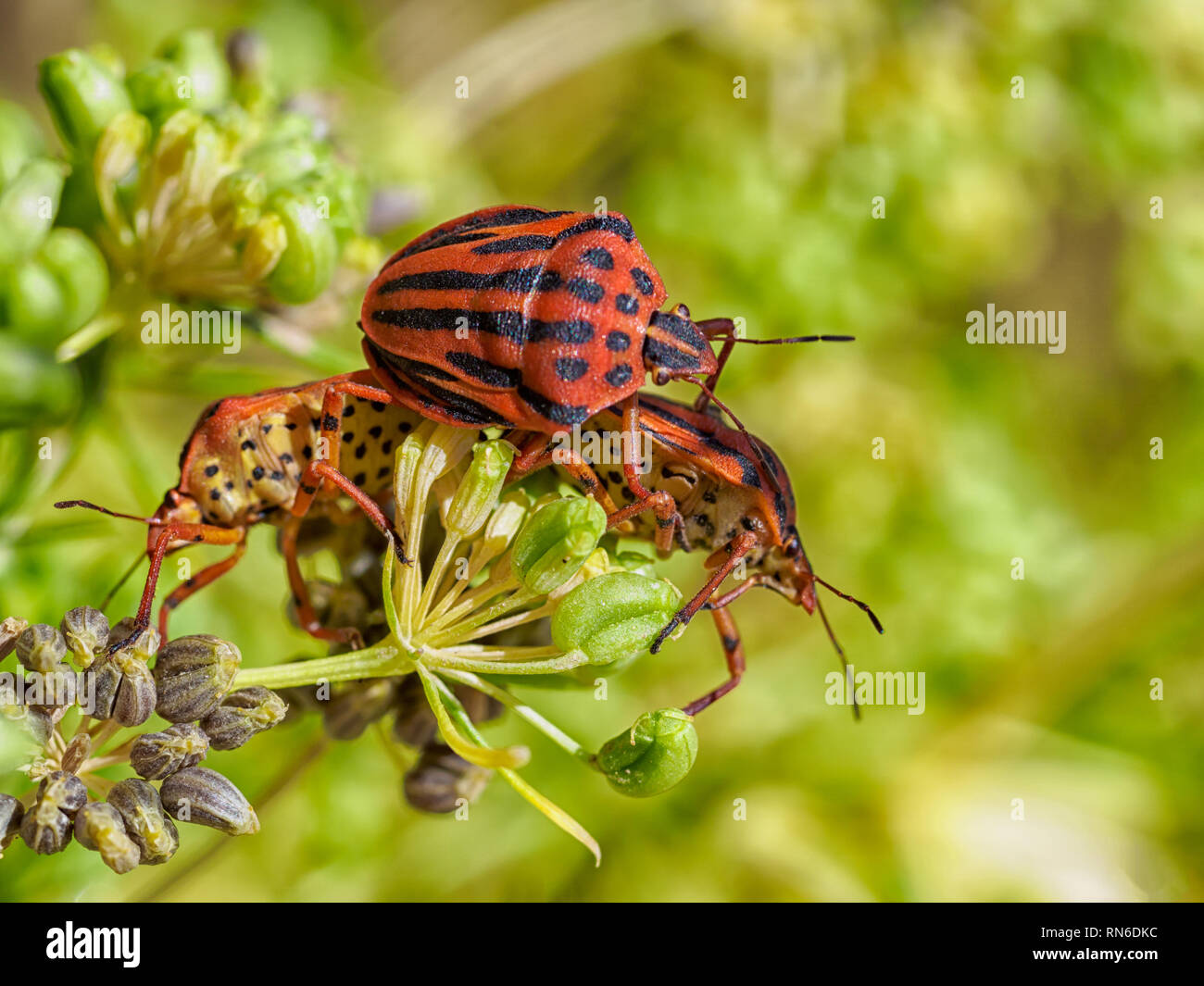 Graphosoma Semipunctatum macro Stock Photo - Alamy