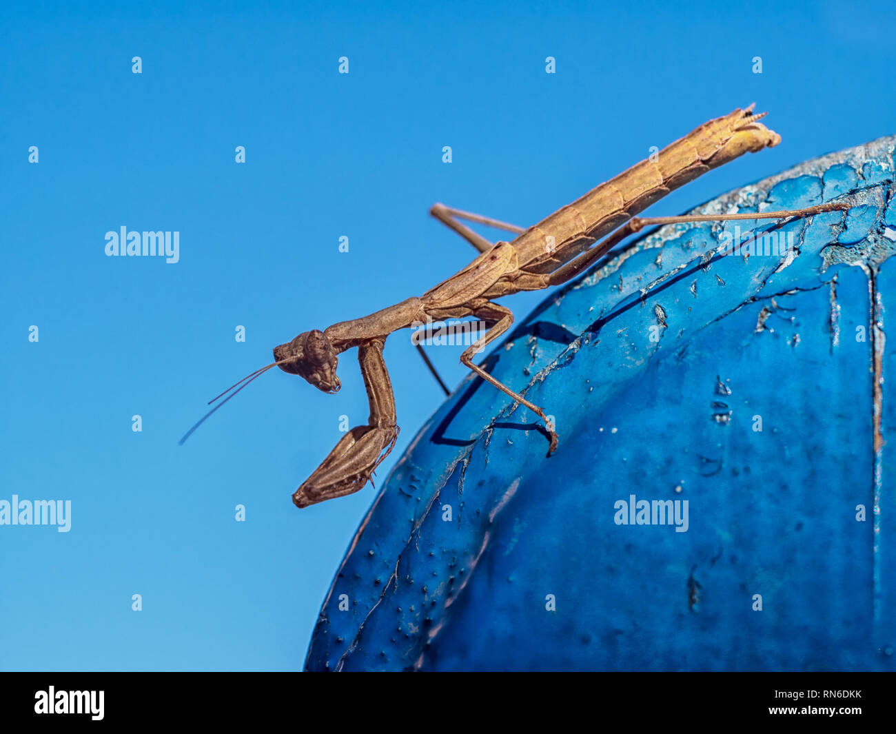 Mantis close up Stock Photo - Alamy