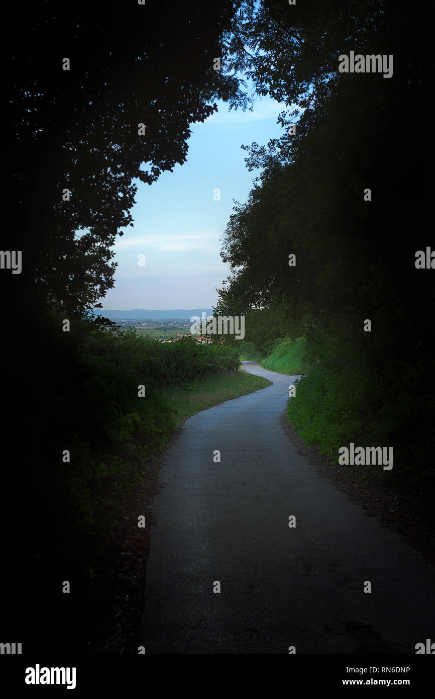 A smooth tarmac asphalt road winds out of a dark tree tunnel Stock ...
