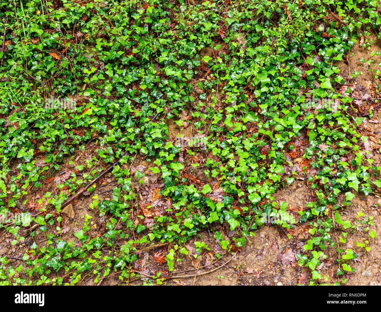 Ivy growing in bush hi-res stock photography and images - Alamy