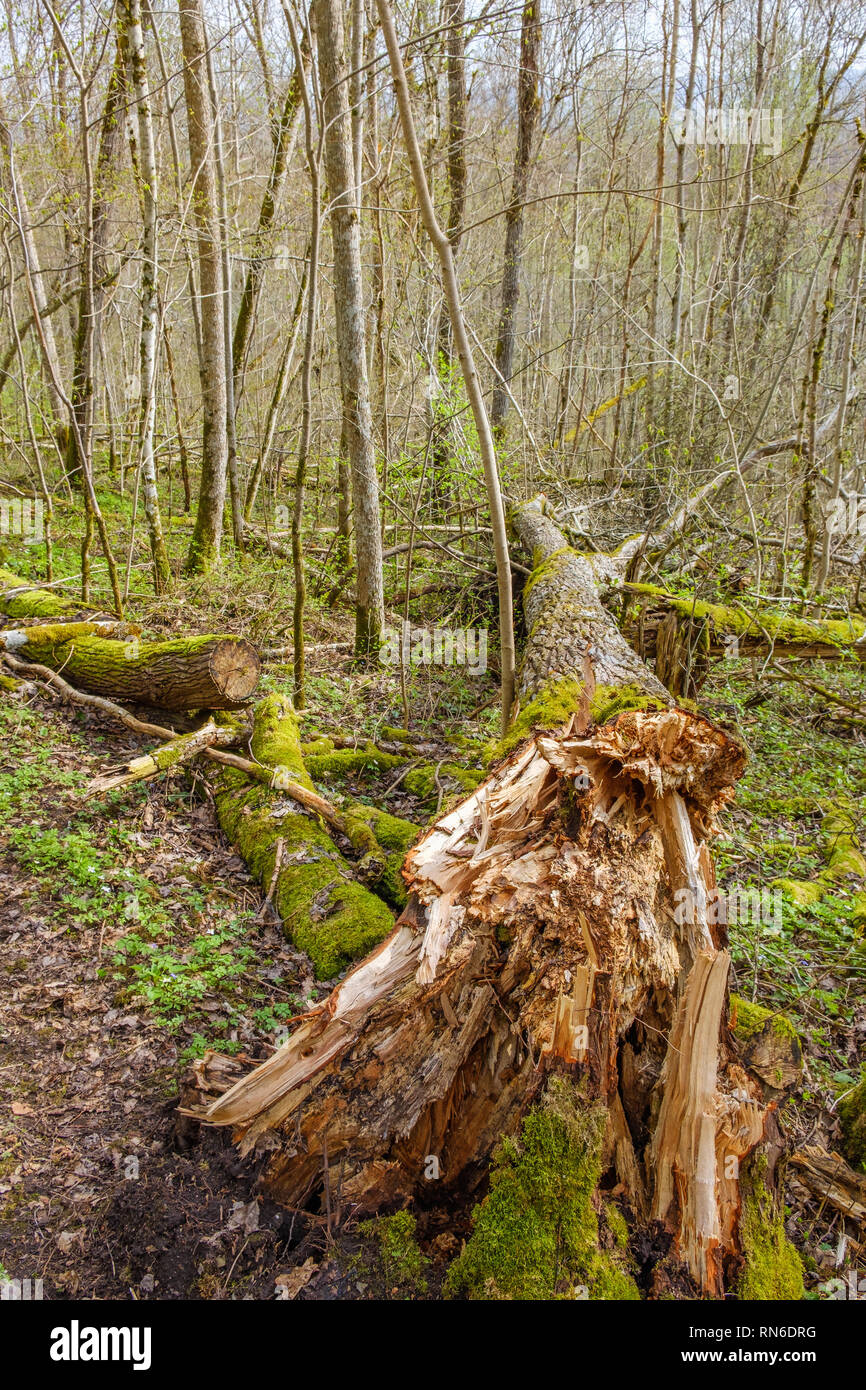 Fallen tree stump lying hi-res stock photography and images - Alamy