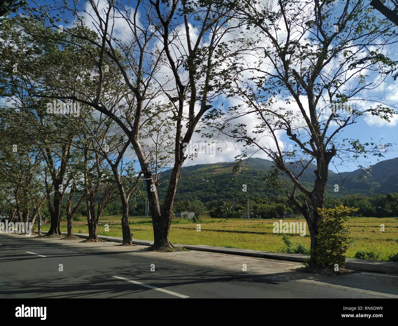 Trees along the road Stock Photo - Alamy