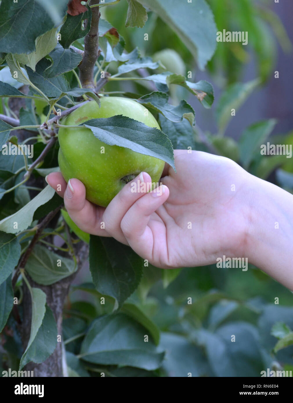 Hand picking fruit from apple tree , Malus pumila Stock Photo - Alamy