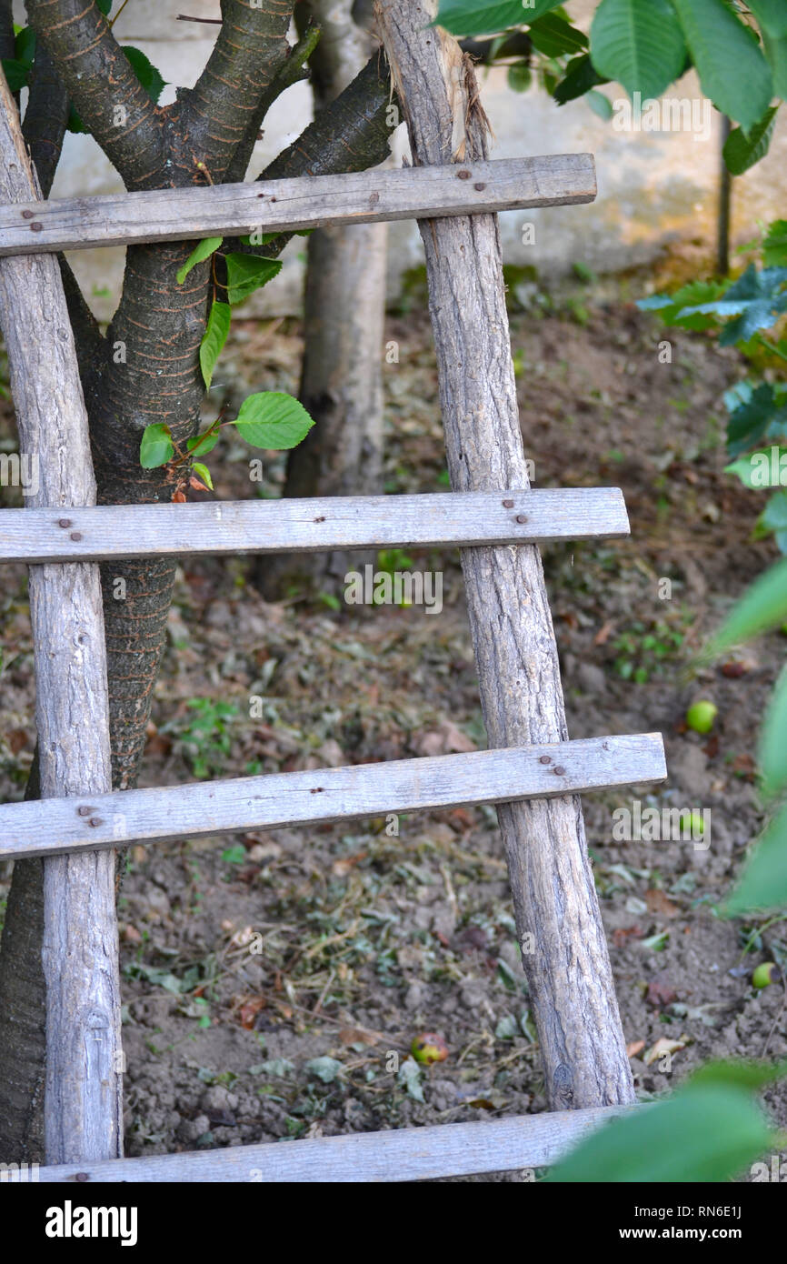Ladder leaning against tree hi-res stock photography and images - Alamy