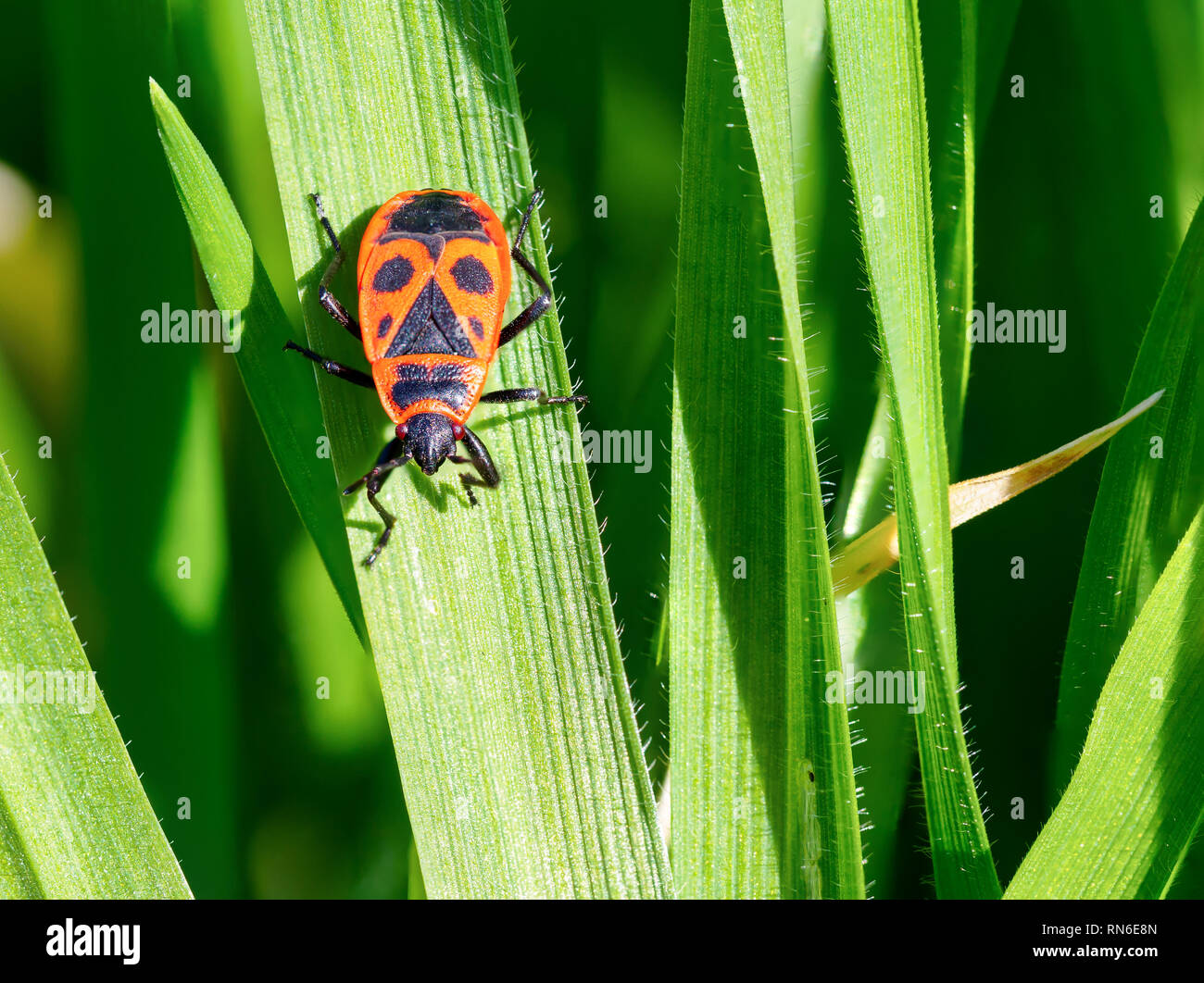 Pyrrhocoris Αpterus close up Stock Photo - Alamy