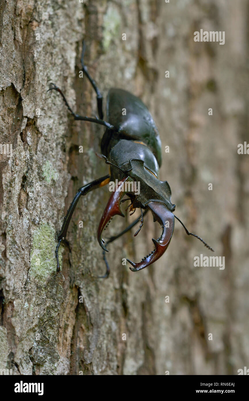 Impressive mandibles hi-res stock photography and images - Alamy