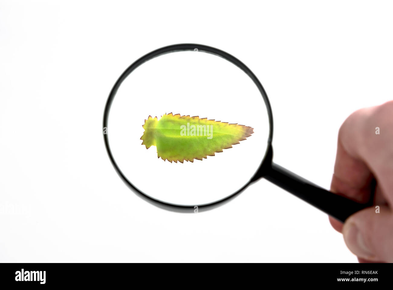 Magnifying glass icon plant hi-res stock photography and images - Alamy