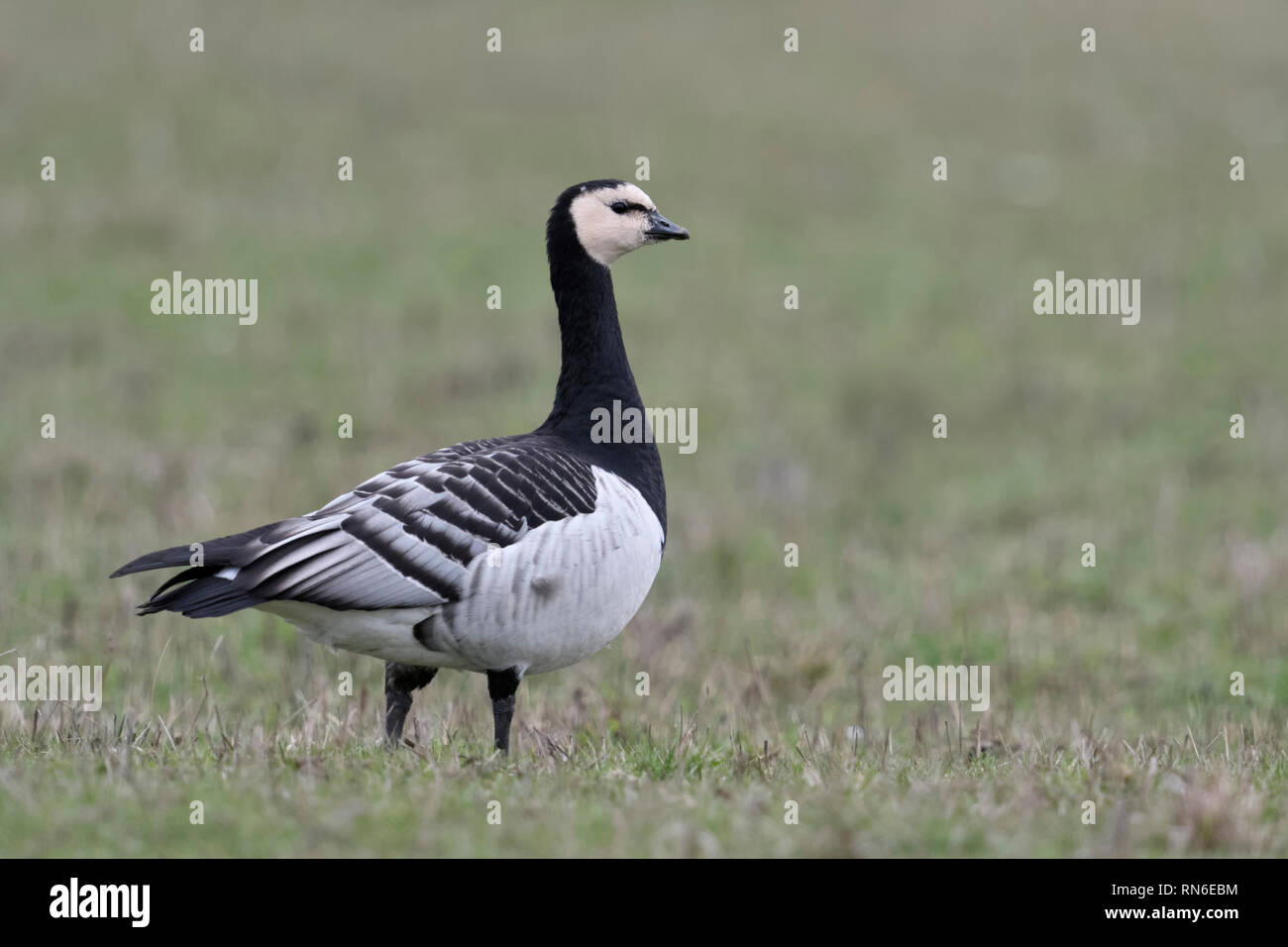 Barnacle Goose / Nonnengans ( Branta leucopsis ) standing on farmland ...