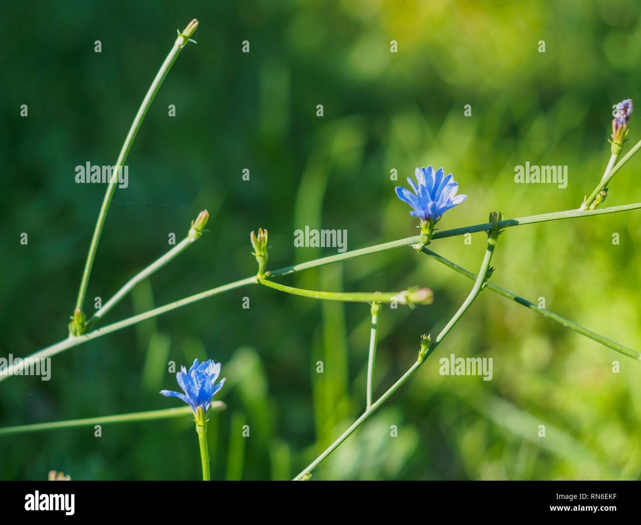 Lonely flower hi-res stock photography and images - Alamy