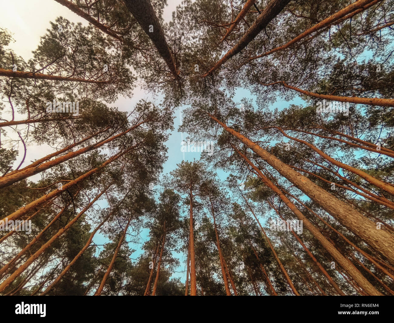 Forest trees view from below.Forest trees background Stock Photo - Alamy