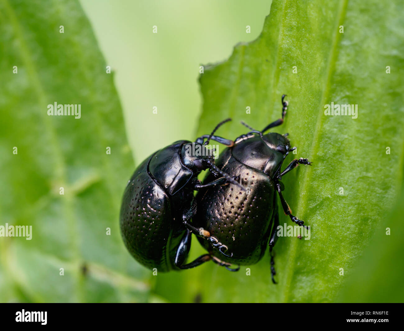 Crysolina vernalis hi-res stock photography and images - Alamy