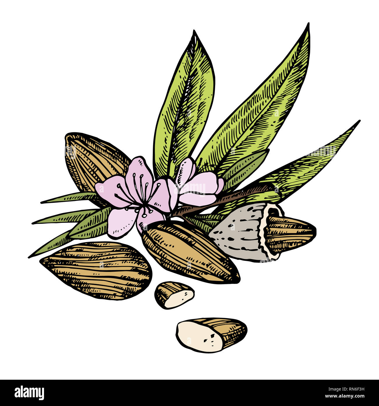 Almonds sketch illustrations. Hand drawn illustrations isolated on ...