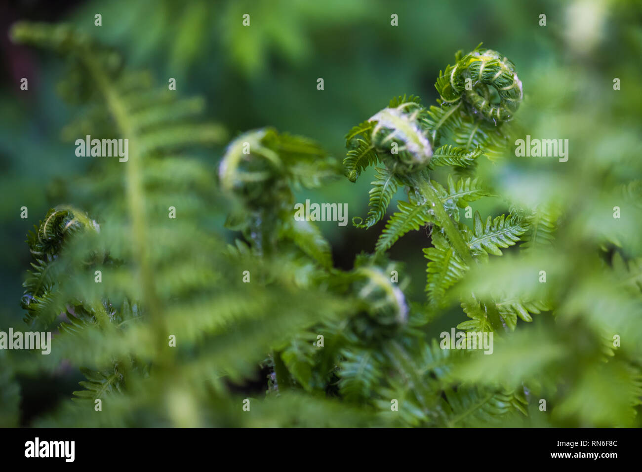 A young bud of a coiled fern with beautiful green color. Tsugaike ...