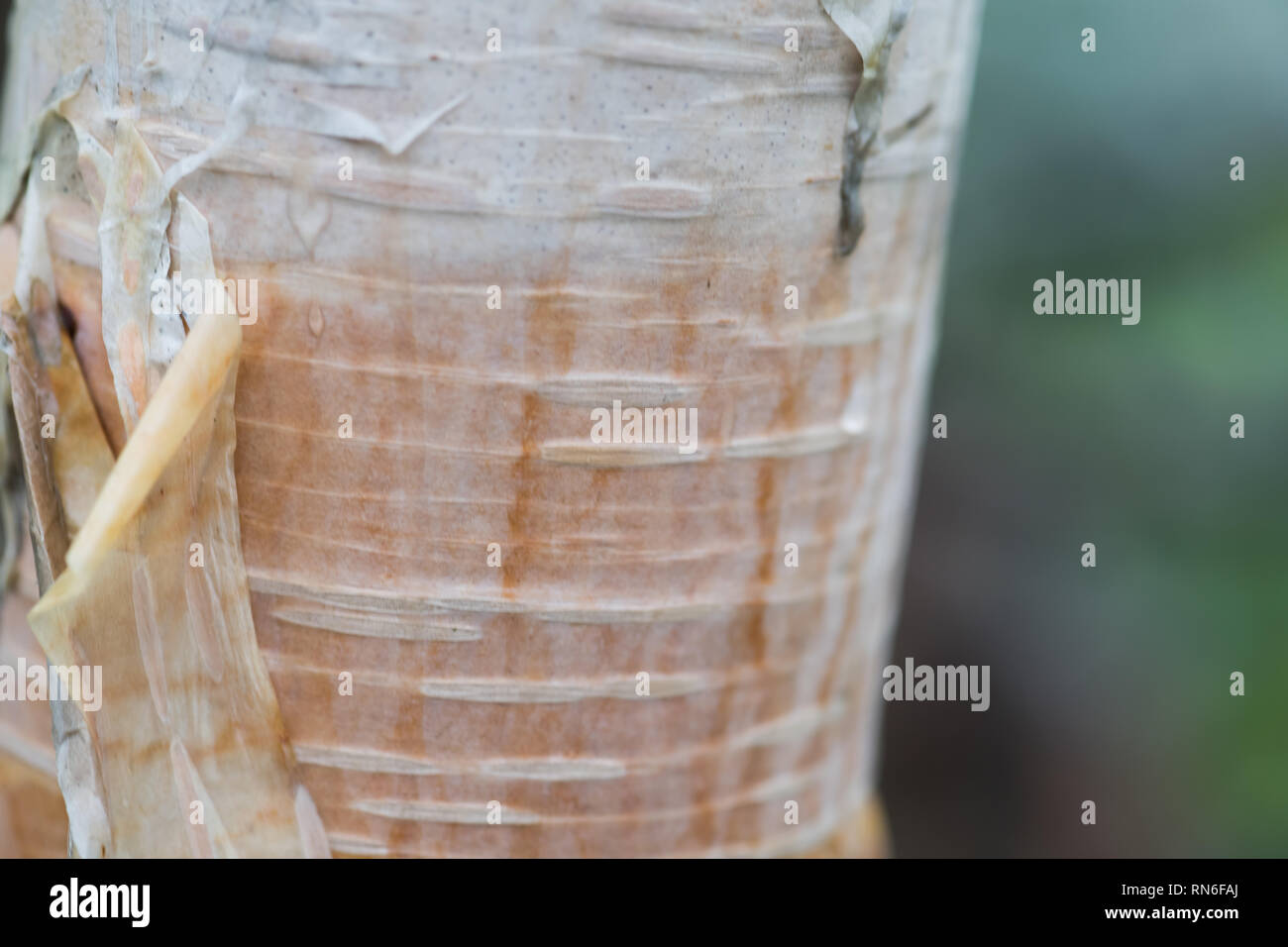 Creamy white bark and a trunk. Close-up shot of a Japanese white birch ...