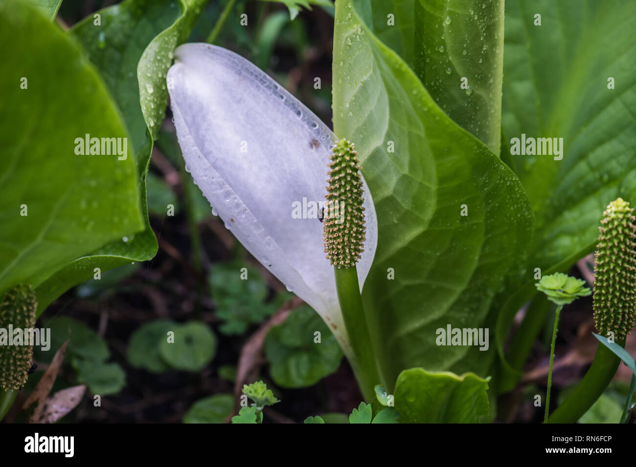 Asian skunk-cabbage (Lysichiton camtschatcensis) at Tsugaike, Hakuba ...