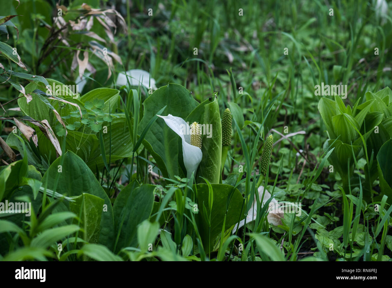 Asian skunk-cabbage (Lysichiton camtschatcensis) at Tsugaike, Hakuba ...