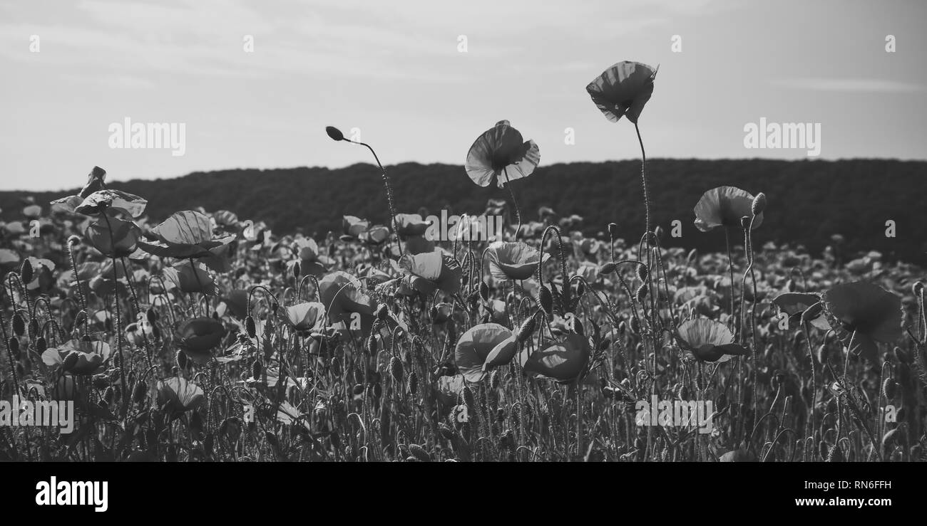 Poppy flower field, harvesting Stock Photo - Alamy