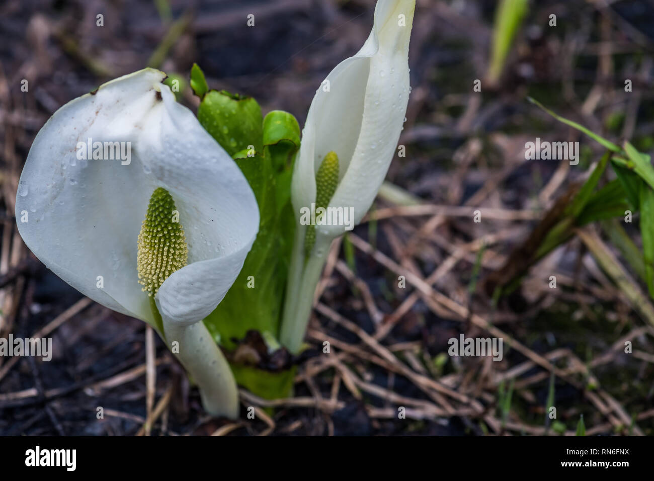 Asian skunk-cabbage (Lysichiton camtschatcensis) at Tsugaike, Hakuba ...