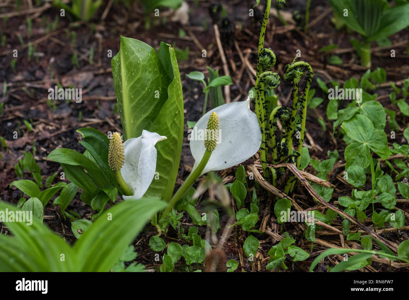 Asian skunk-cabbage (Lysichiton camtschatcensis) flowering in swamps ...
