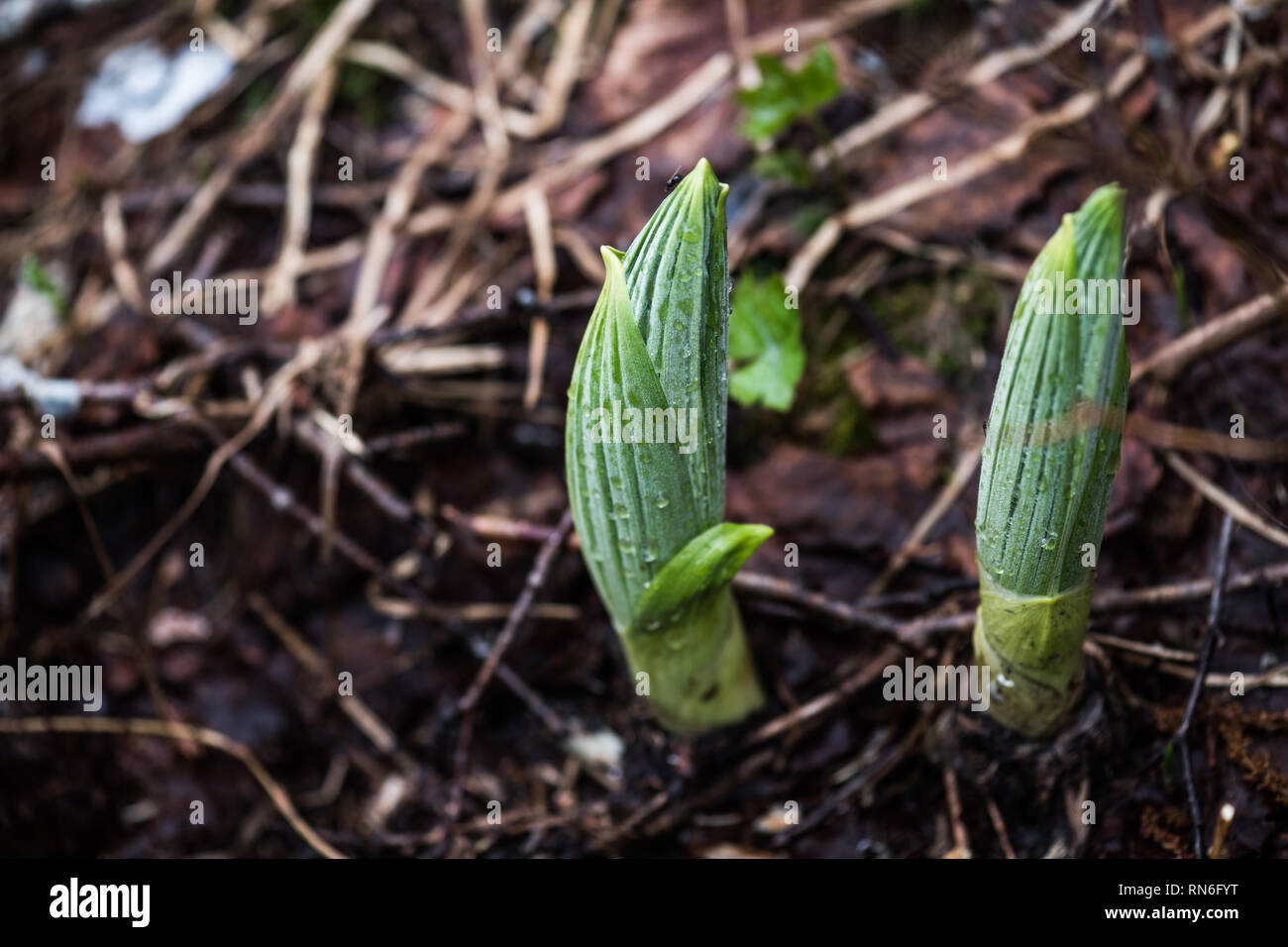 Young Asian skunk-cabbage (Lysichiton camtschatcensis) at Tsugaike ...