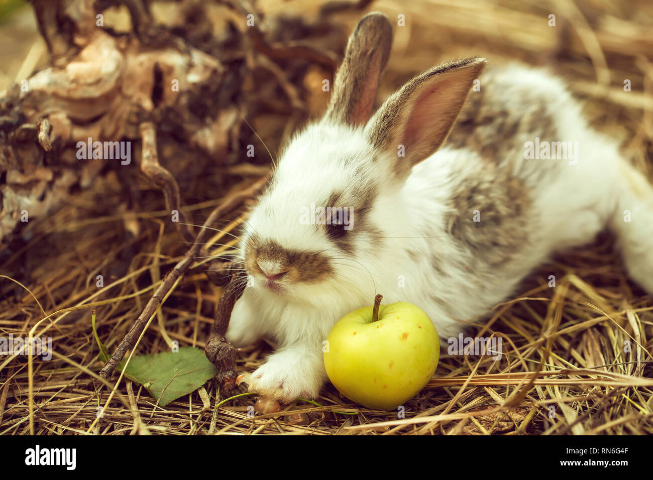 Cute rabbit and yellow apple Stock Photo - Alamy