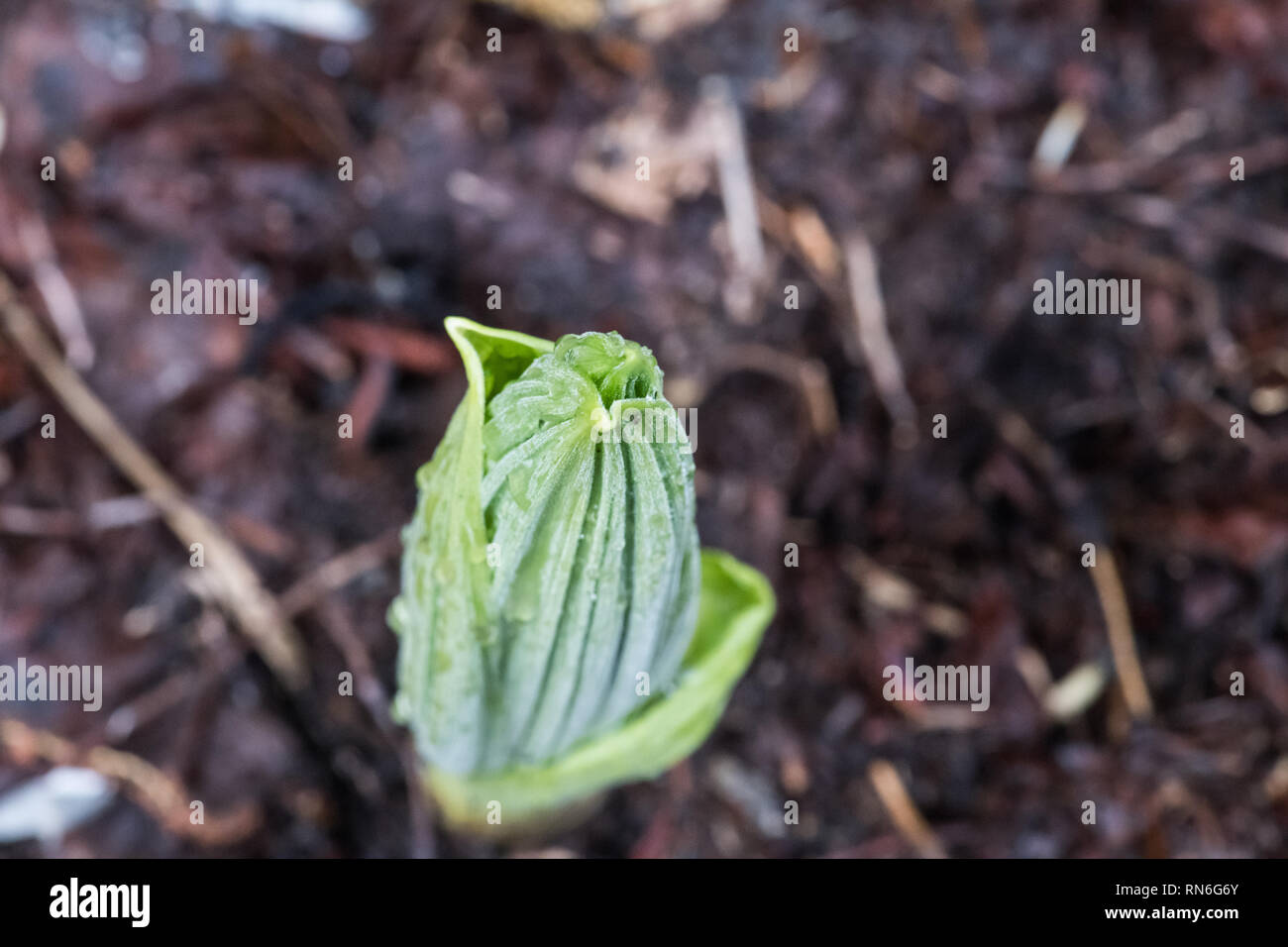 Asian Skunk Cabbage Stock Photos & Asian Skunk Cabbage Stock Images - Alamy