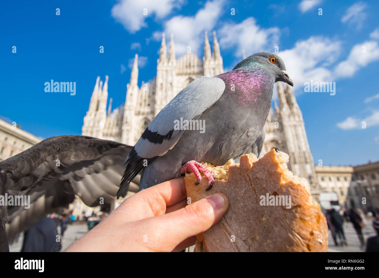 Travel, Italy and birds concept - Feeding funy pigeons from the hand in ...