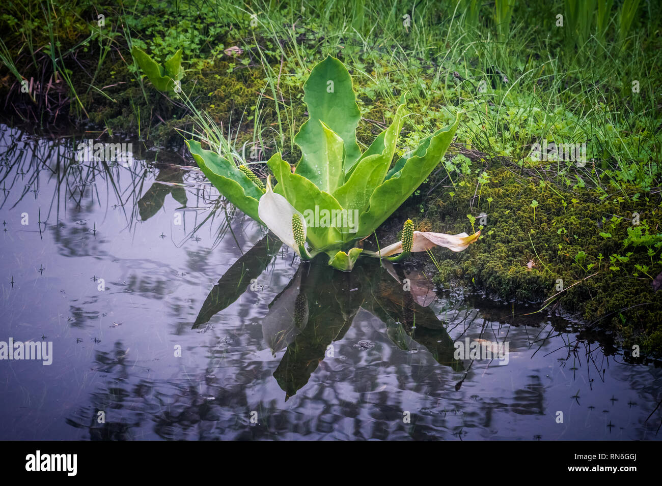 Asian skunk-cabbage (Lysichiton camtschatcensis) flowering beside of a ...