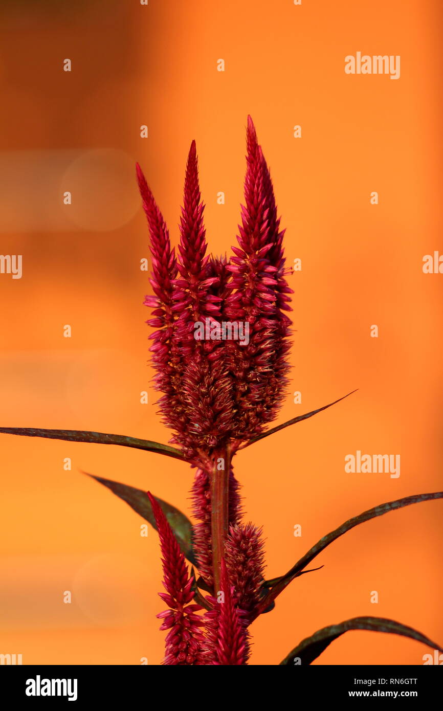 Branch of Amaranth or Amaranthus cosmopolitan annual plant with flowers ...
